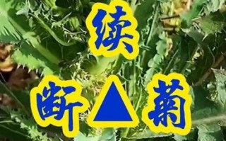 续断菊是什么植物_续断菊的功效与作用