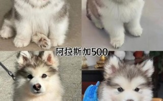 阿拉斯加犬图片_如何挑选纯种幼犬