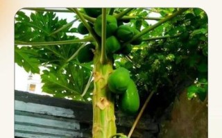 北方木瓜树怎么种_北方木瓜树耐寒吗