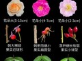 月季花图片大全大图_月季花品种怎么区分