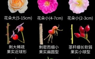 月季花图片大全大图_月季花品种怎么区分