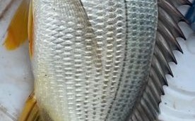 腊鱼怎么钓_腊鱼钓法技巧