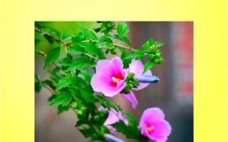 木槿花图片大全_木槿花的花语是什么