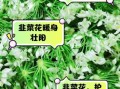 韭菜花能吃吗_韭菜花怎么吃才安全