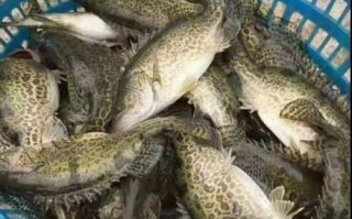 斑鳜鱼多少钱一斤_斑鳜鱼价格行情