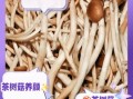 茶树菇怎么种_茶树菇种植技术要点