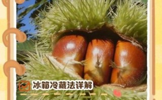 生板栗放冰箱能放多久_生板栗冷藏还是冷冻好