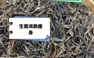 生普洱茶的功效与作用_生普洱怎么喝才减肥