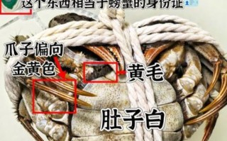阳澄湖大闸蟹品牌哪家好_如何挑选正宗阳澄湖大闸蟹