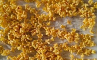 桂花阴干的正确做法_桂花怎么阴干不变色