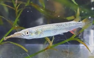银针鱼观赏鱼怎么养_银针鱼能长多大