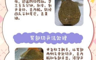 甲鱼怎么杀_甲鱼汤怎么炖才没腥味