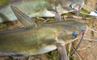 黄鲶鱼图片大全_黄鲶鱼怎么分辨公母