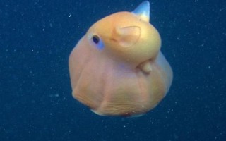 烙饼章鱼是什么_烙饼章鱼能吃吗