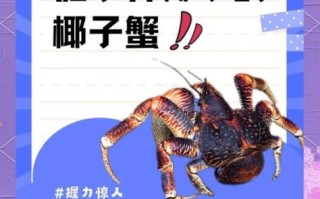 椰子蟹怎么吃椰子_椰子蟹开椰子技巧