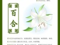 百合功效与作用_百合禁忌症有哪些