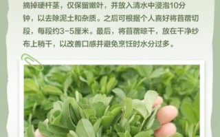 苜蓿柿子还是木须柿子_哪个才是正宗叫法