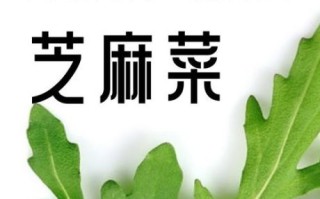 芝麻菜怎么做好吃_芝麻菜做法大全图解