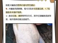 鳊鱼价格一斤多少钱_鳊鱼多少钱一斤