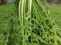 雪里红又叫什么菜_雪里红和雪菜一样吗