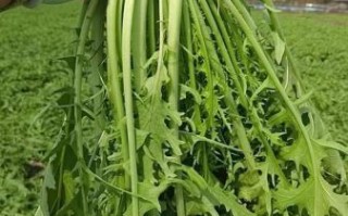 雪里红又叫什么菜_雪里红和雪菜一样吗