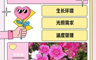 五彩石竹怎么养_五彩石竹花期多久