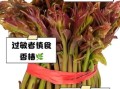 香椿芽什么人不能吃_香椿芽禁忌人群有哪些