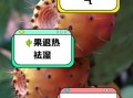 长期喝仙人掌果的功效_有什么副作用