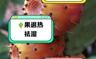 长期喝仙人掌果的功效_有什么副作用