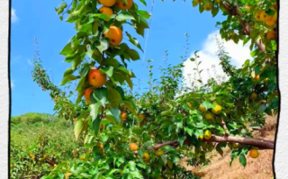 南果梨产地在哪里_南果梨什么时候成熟