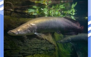 鳄雀鳝和巨骨舌鱼哪个好养_鳄雀鳝和巨骨舌鱼区别