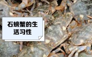 石蟹是最差的螃蟹吗_石蟹口感怎么样