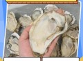 生蚝怎么开壳_开生蚝壳最简单方法