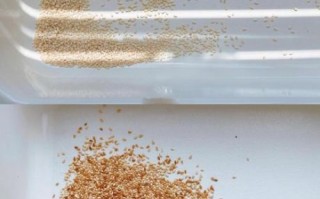 藤椒钵钵鸡怎么做_藤椒钵钵鸡底料配方