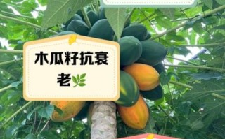 木瓜的籽能吃吗_木瓜籽的功效与禁忌