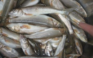 青海湖裸鲤为什么濒危_青海湖裸鲤保护现状