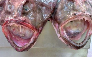 深海安康鱼有毒吗_深海安康鱼怎么吃