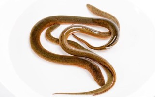 黄鳝吃什么长大的_野生与人工饲料差异