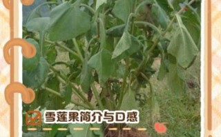 雪莲果怎么做好吃_雪莲果的做法大全