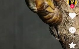 知了壳图片怎么鉴别_知了壳药用价值有哪些