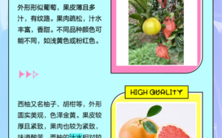 葡萄柚和柚子的区别_哪个更甜更好吃