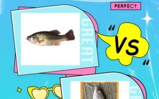 鲈鱼图片大全大图高清_如何分辨淡水鲈鱼与海鲈鱼