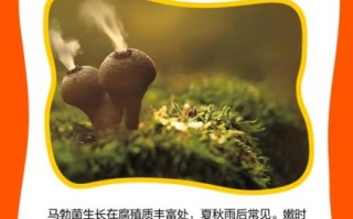 马勃菌的功效与作用_马勃菌怎么吃效果最好