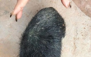 牛宝是什么意思_牛宝网络用语来源