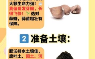 北方大蒜什么时候种_北方大蒜种植方法