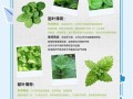 薄荷减肥真的有用吗_薄荷减肥副作用有哪些