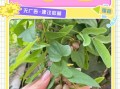 铁棍山药豆发芽了还能吃吗_如何正确判断与处理