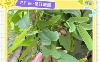 铁棍山药豆发芽了还能吃吗_如何正确判断与处理