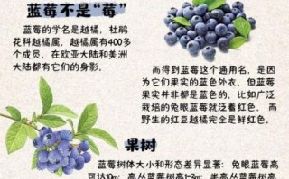 蓝莓对女生的功效与作用_女生吃蓝莓有哪些好处
