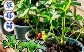 奶油草莓怎么种_奶油草莓种植方法